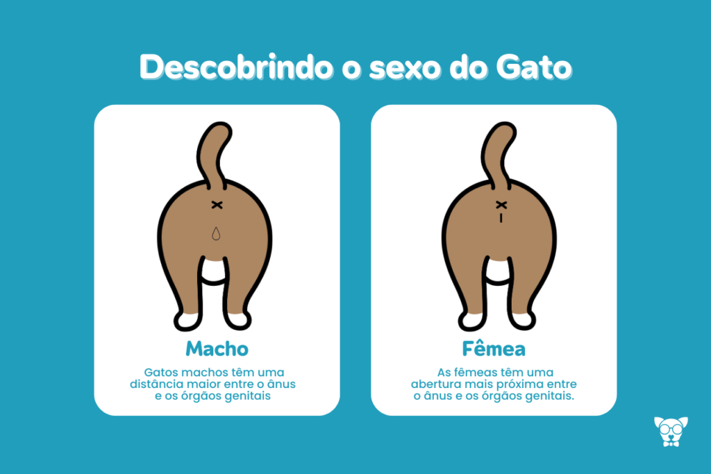 Como saber se o Gato é Macho ou Fêmea com Dicas Práticas | Dotôpet