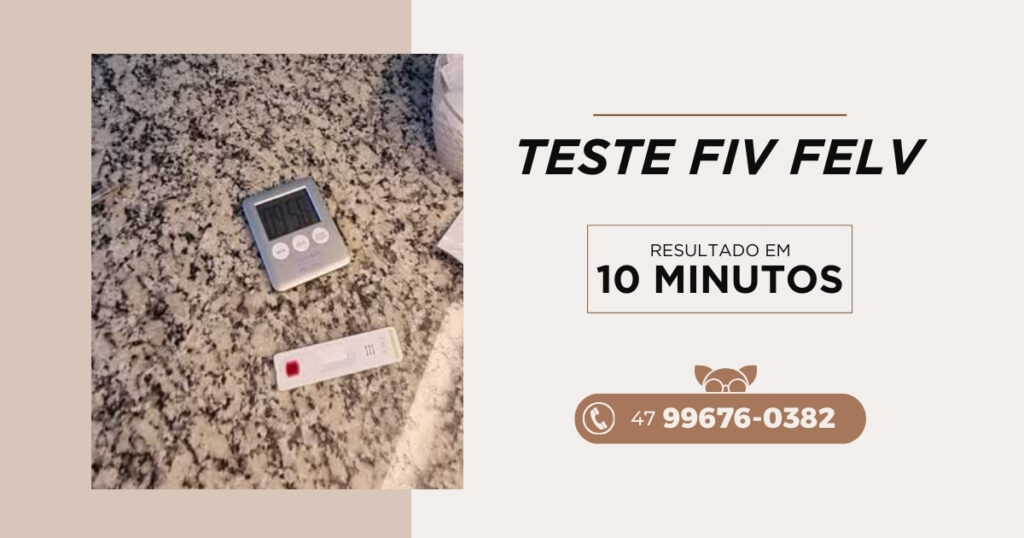 FIV e FeLV em Gatos: O que São e Como Prevenir? | Dotôpet